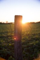 Fence Post Sunset