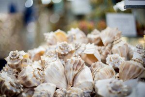 Tan Sea Shells