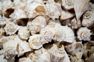 Tan Sea Shells