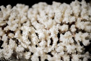 White Coral