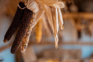 Fall Autumn Harvest Corn (4)