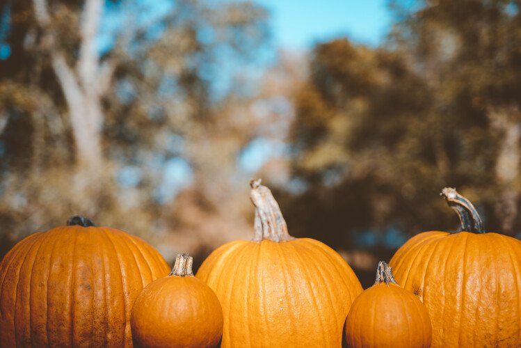 Fall Autumn Harvest Pumpkin (15)