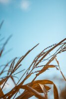 Harvest Fall Autumn Corn Stalk (7)