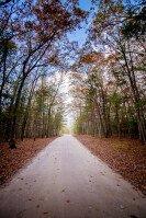 Fall Trees Path Road (5)