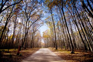 Fall Trees Path Road (1)